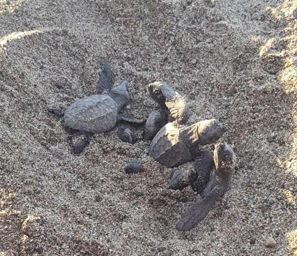 Releasing Sea Turtles: What You Should Know
